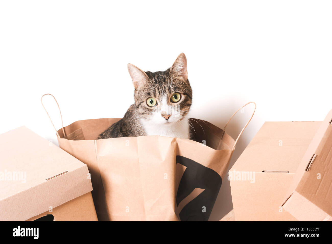 Cute cat looks out of the crafting package. Cardboard boxes. Eco ...