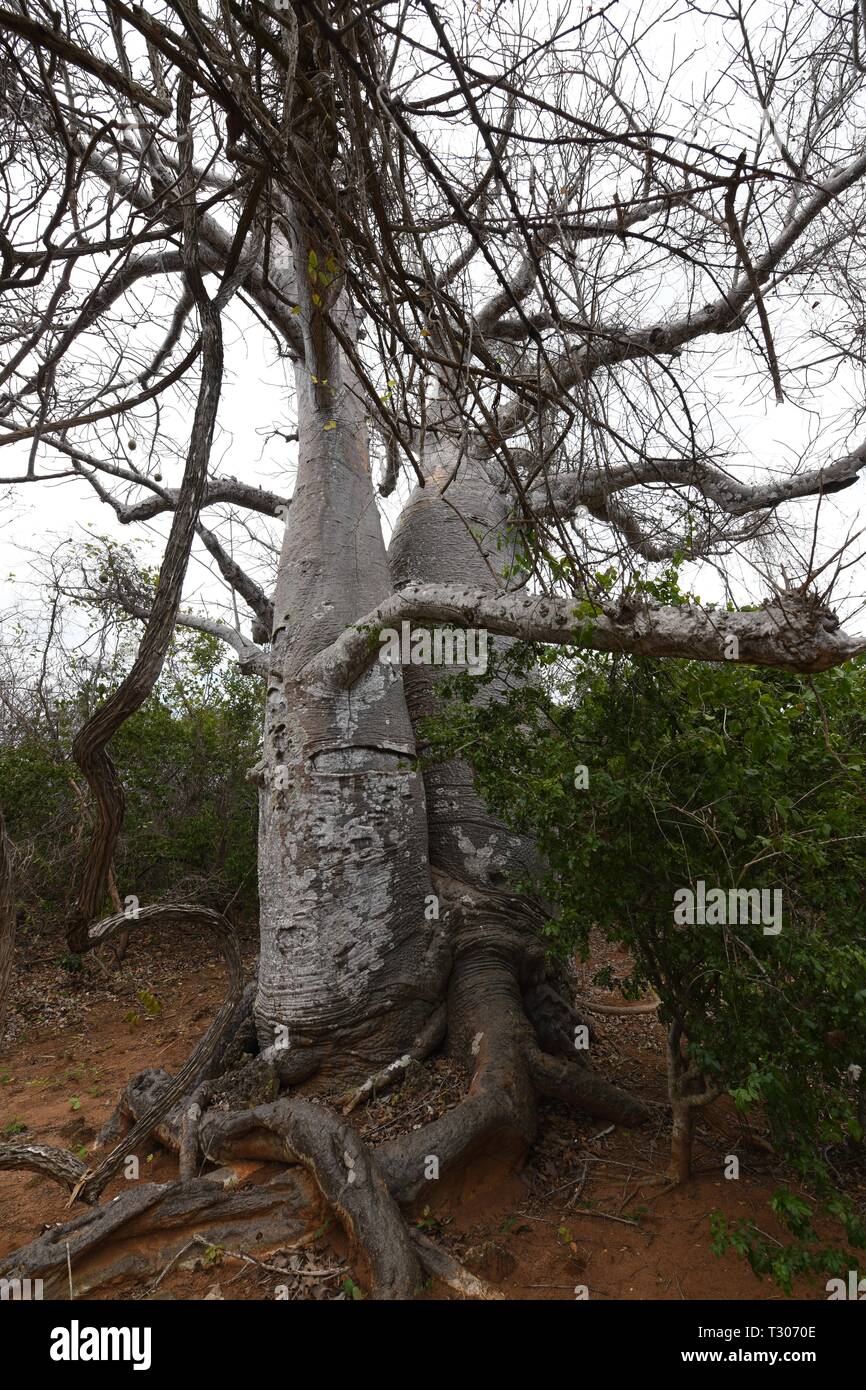 Baobab tree on Azura Quilalea Private Island, Quirimbas Archipelago ...