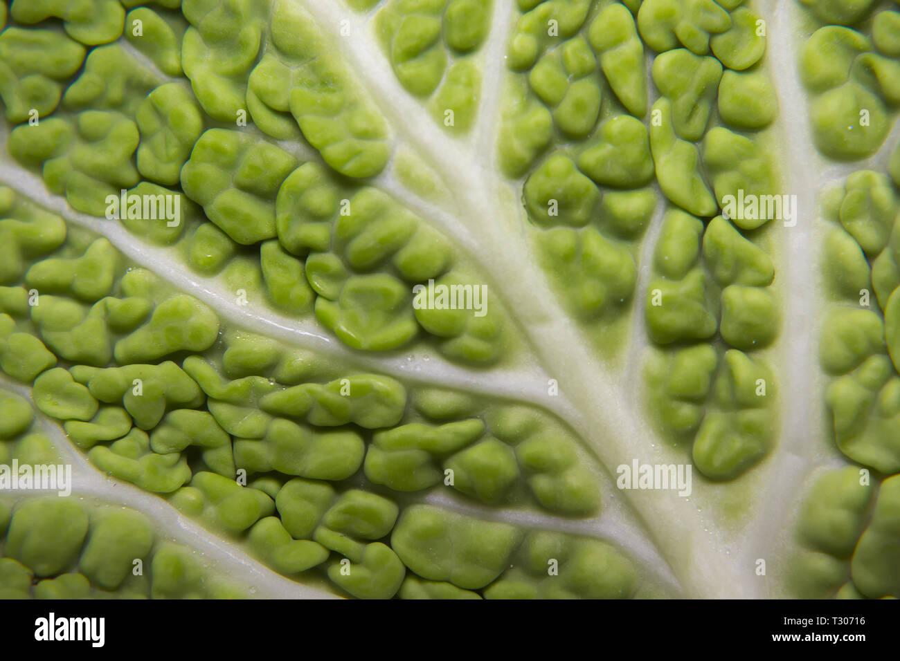 A macro view showing the inside of the leaf of a simple Savoy Cabbage ...