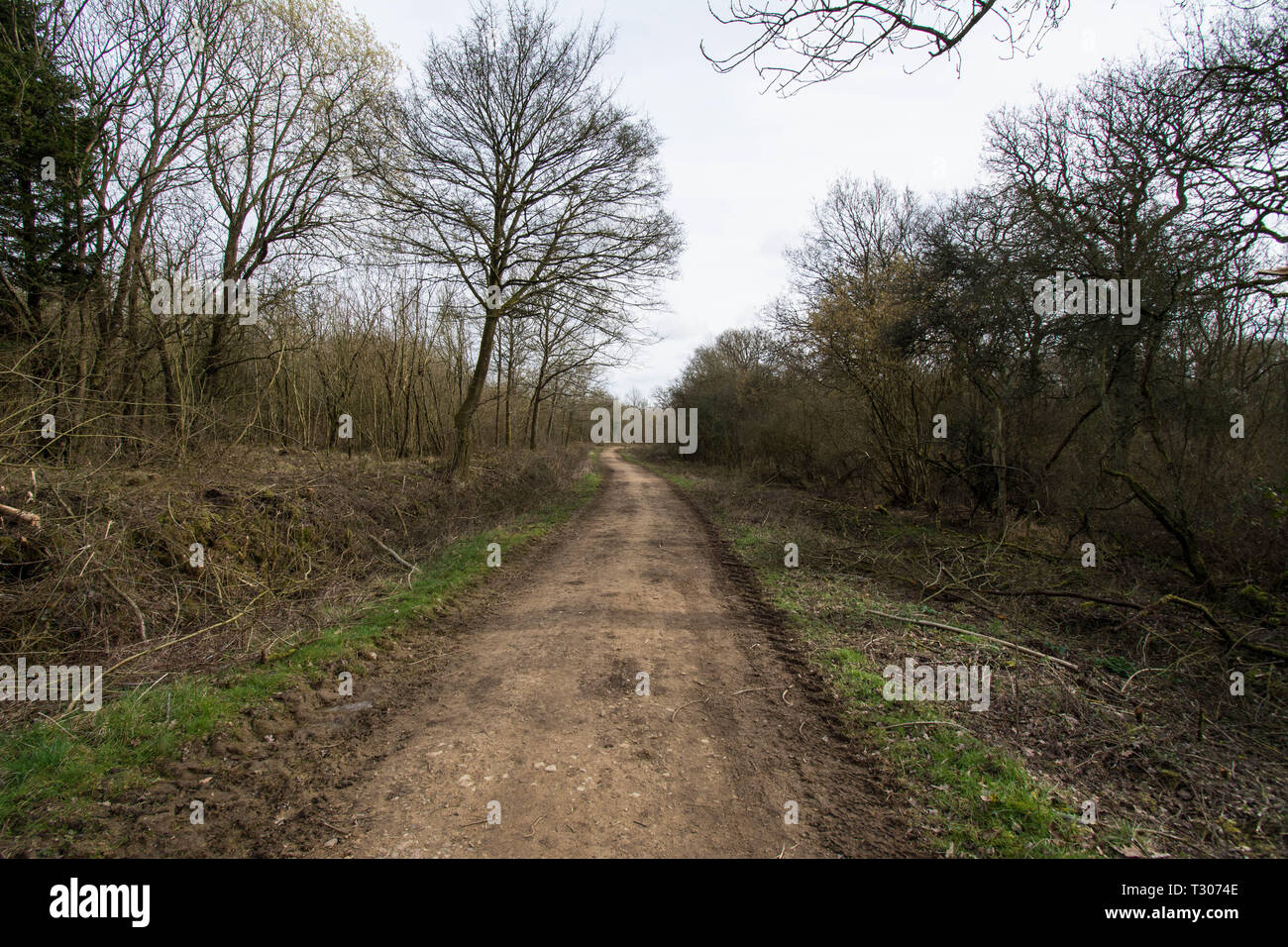 Salcey forest northamptonshire hi-res stock photography and images - Alamy