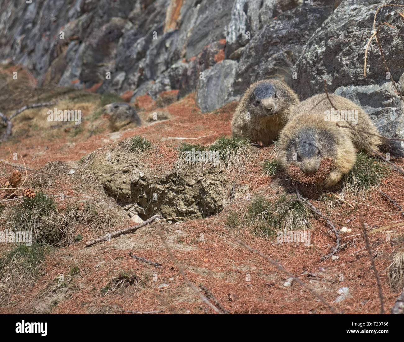 Two Alpine Marmots (Marmota marmota), one carrying brown pine needles in its mouth Stock Photo ...