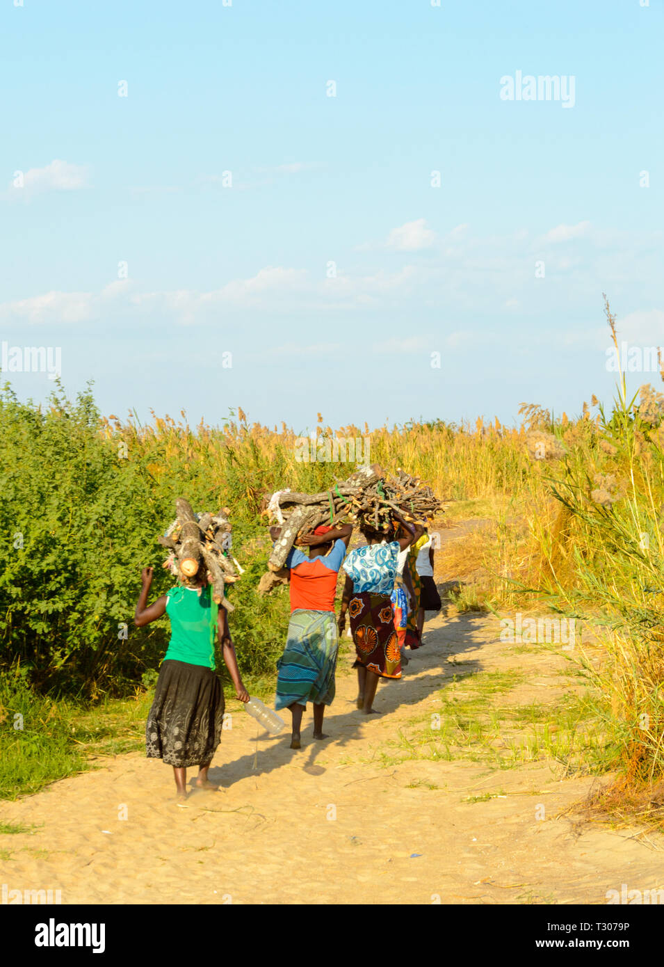 line of Malawian women carrying firewood on their heads walk in the sun ...