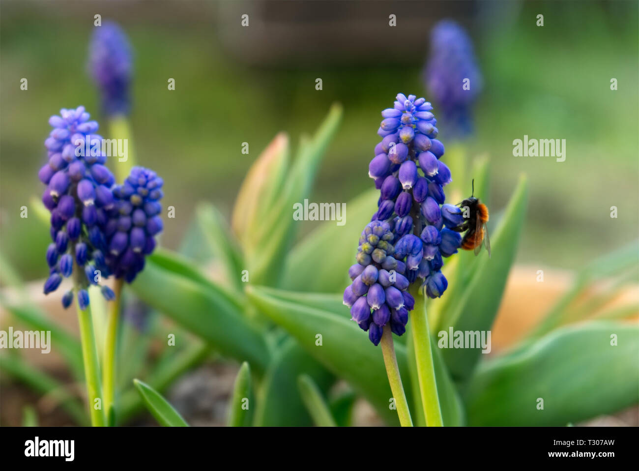 Purple grape hyacinth hi-res stock photography and images - Alamy