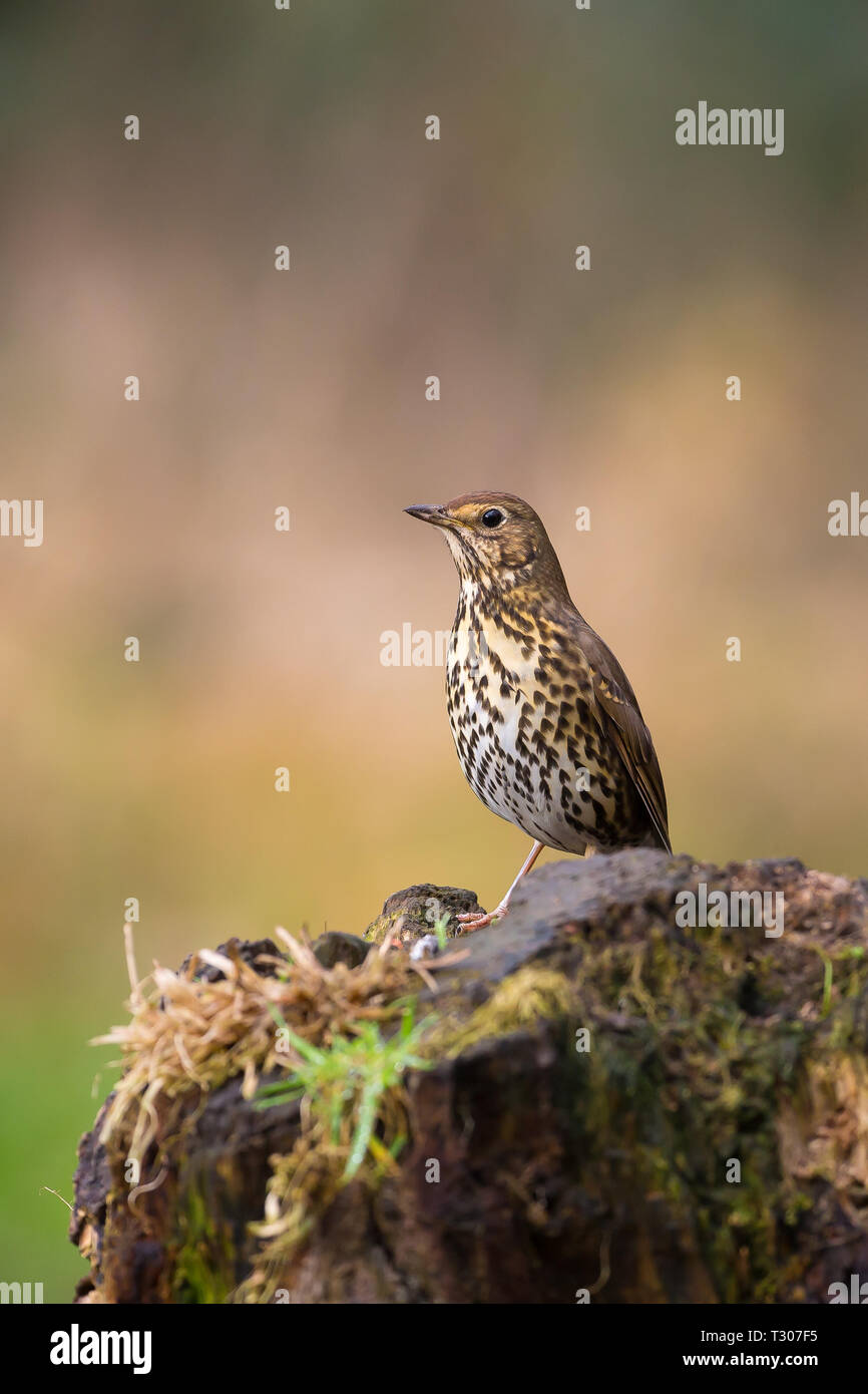 Thrush In Detail High Resolution Stock Photography and Images - Alamy