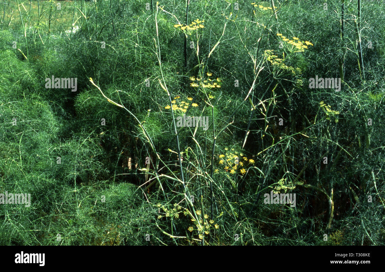 Growing fennel hi-res stock photography and images - Alamy