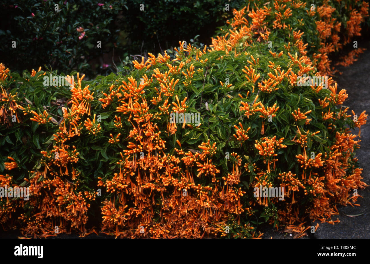 PYROSTEGIA VENUSTA SYN. PYROSTEGIA IGNEA, AUSTRALIA Stock Photo - Alamy