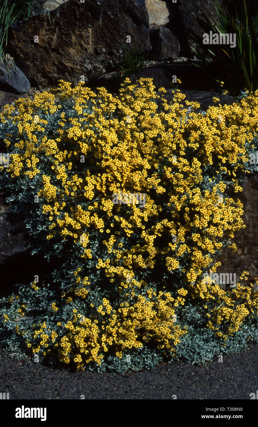 Immortelle hi-res stock photography and images - Alamy