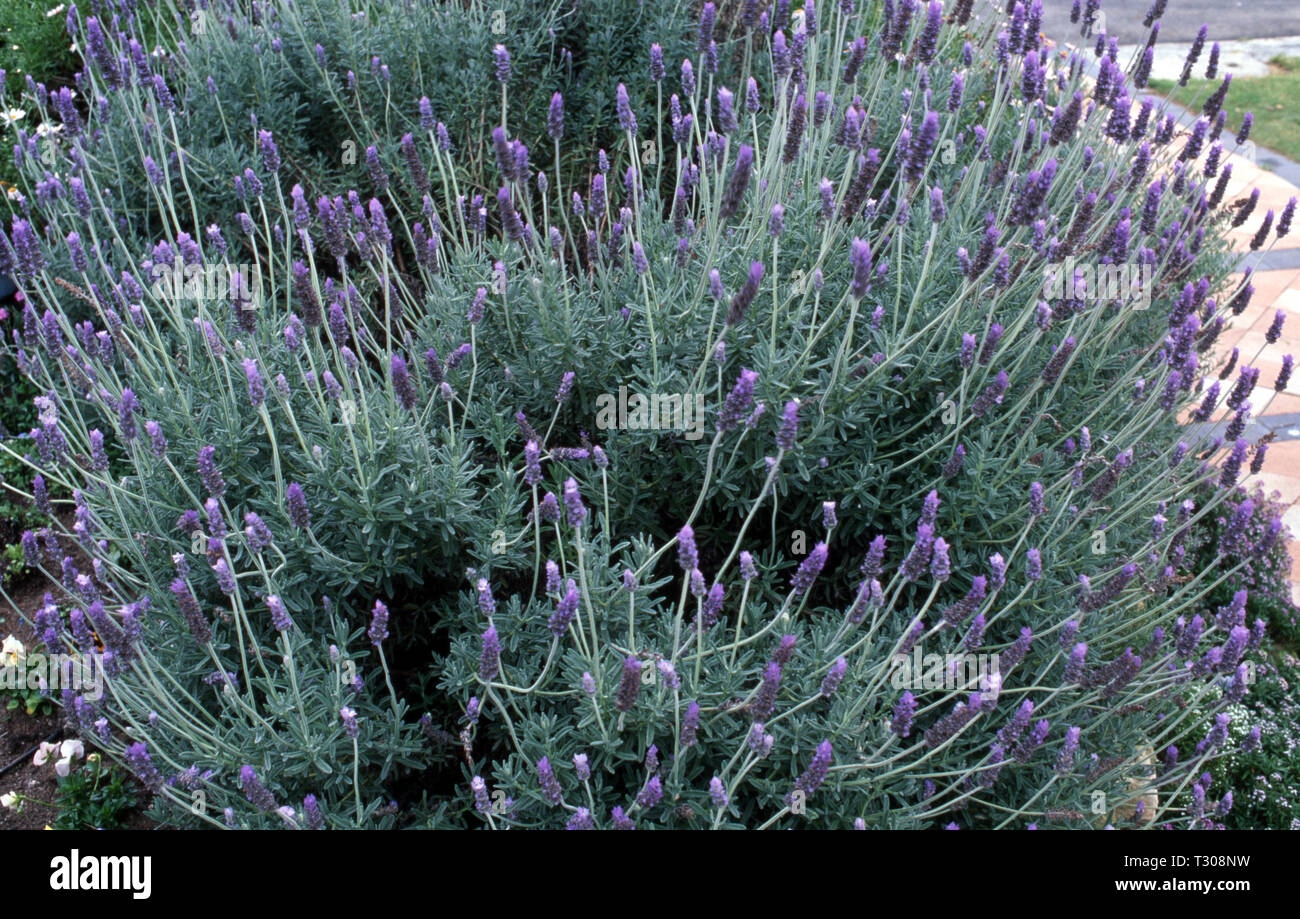 Lavandula dentata hi-res stock photography and images - Alamy