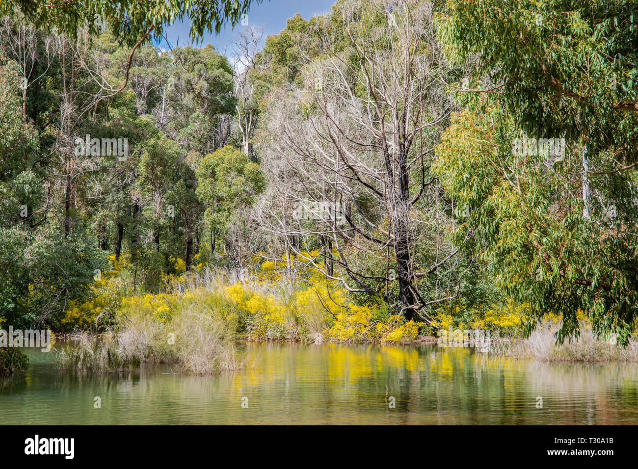 the flooded lake Stock Photo - Alamy