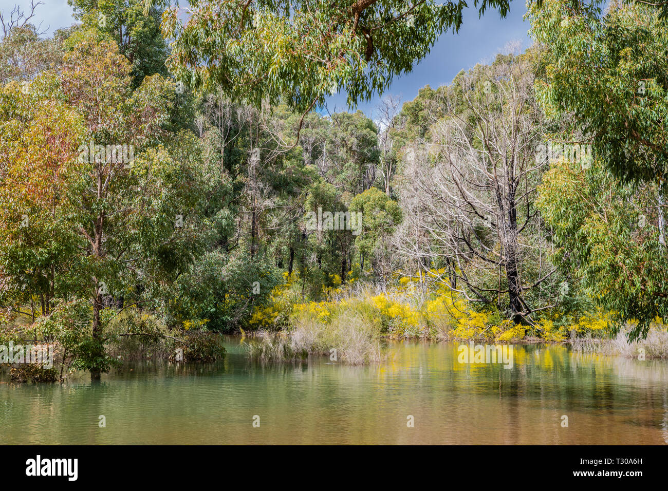 Flooded lake shore on hi-res stock photography and images - Alamy