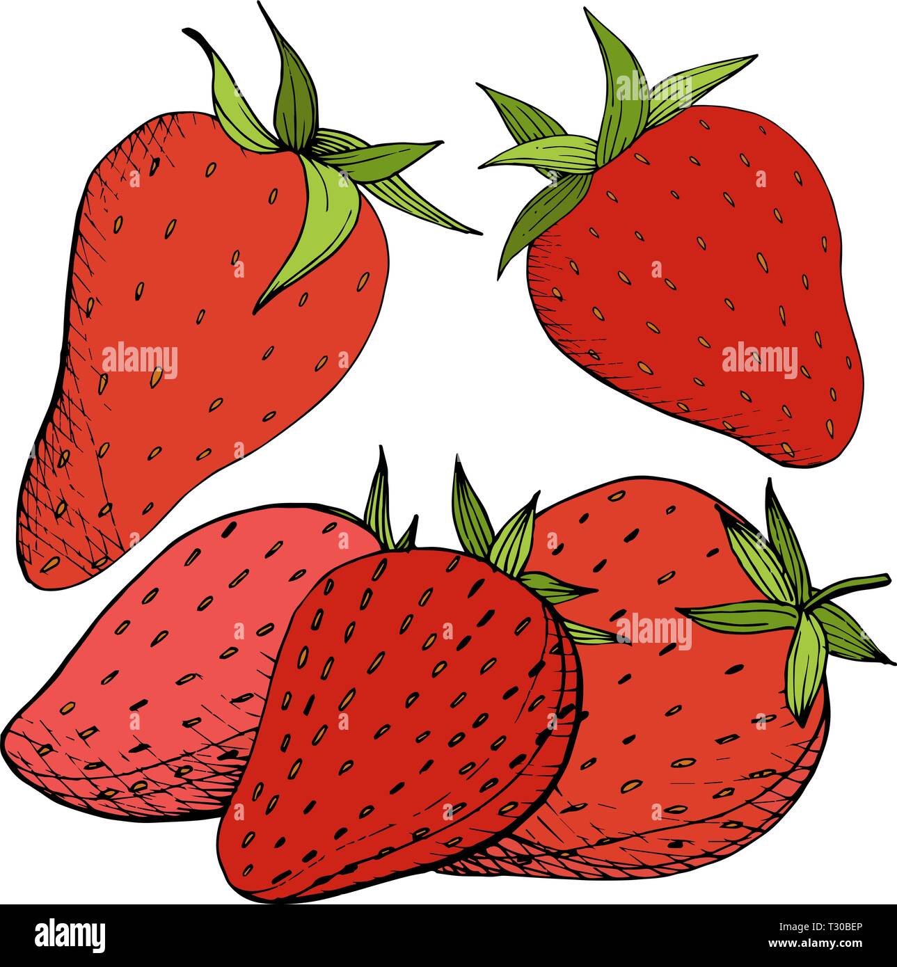 Vector Strawberry healthy food. Red and green engraved ink art. Fresh ...
