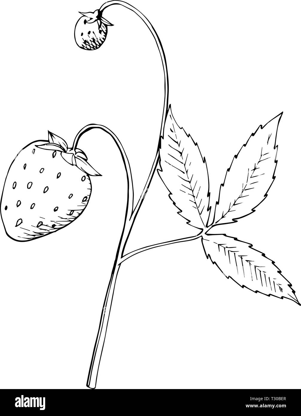 Vector Strawberry healthy food. Black and white engraved ink art. Fresh ...