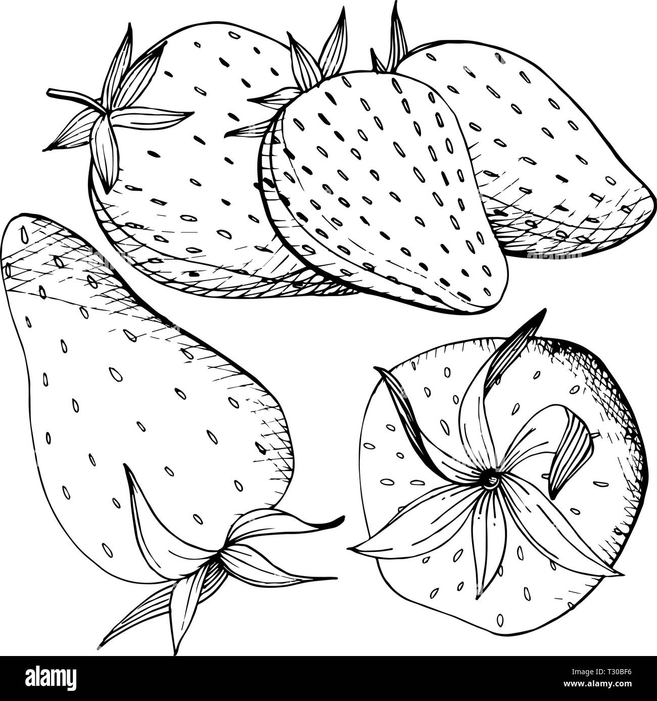 Vector Strawberry healthy food. Black and white engraved ink art. Fresh ...