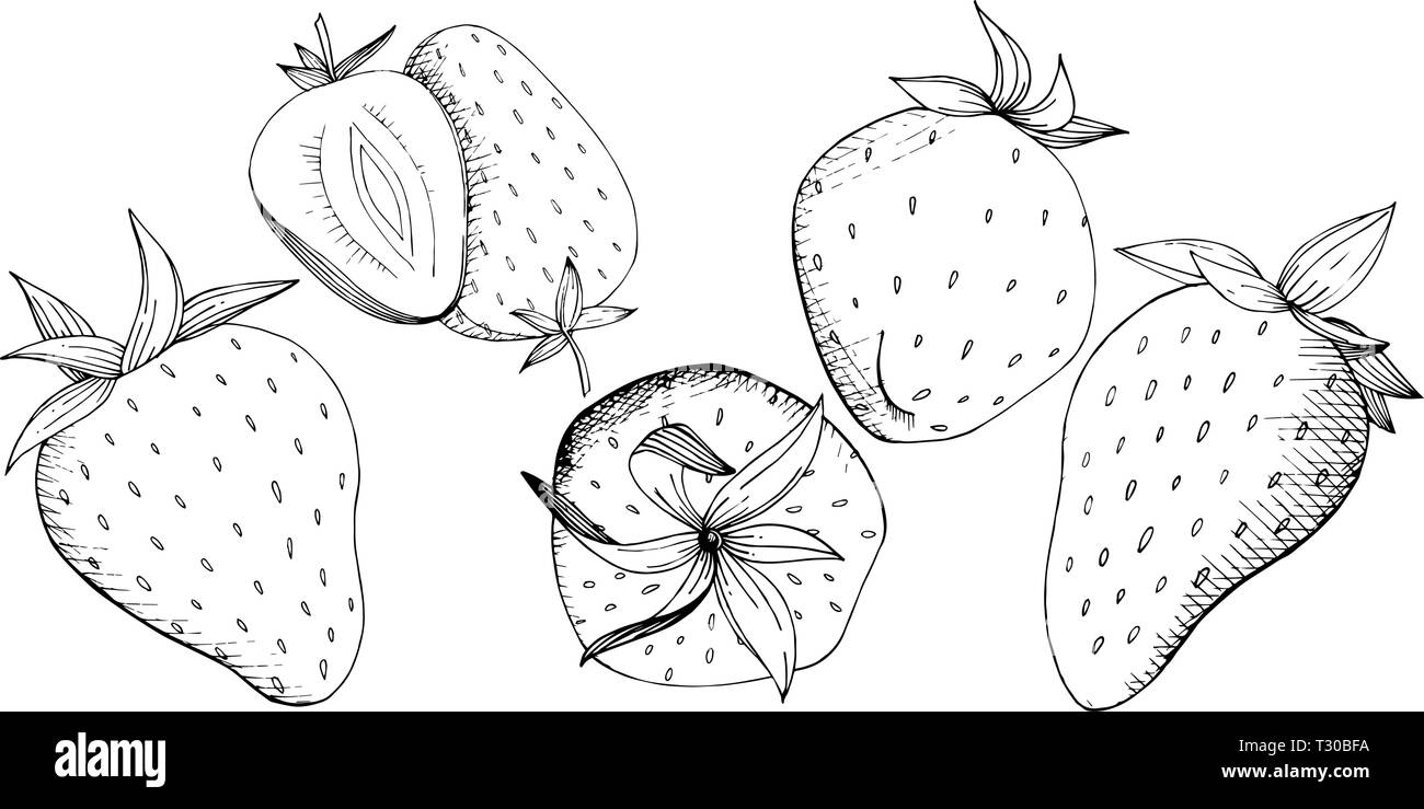 Vector Strawberry healthy food. Black and white engraved ink art. Fresh ...