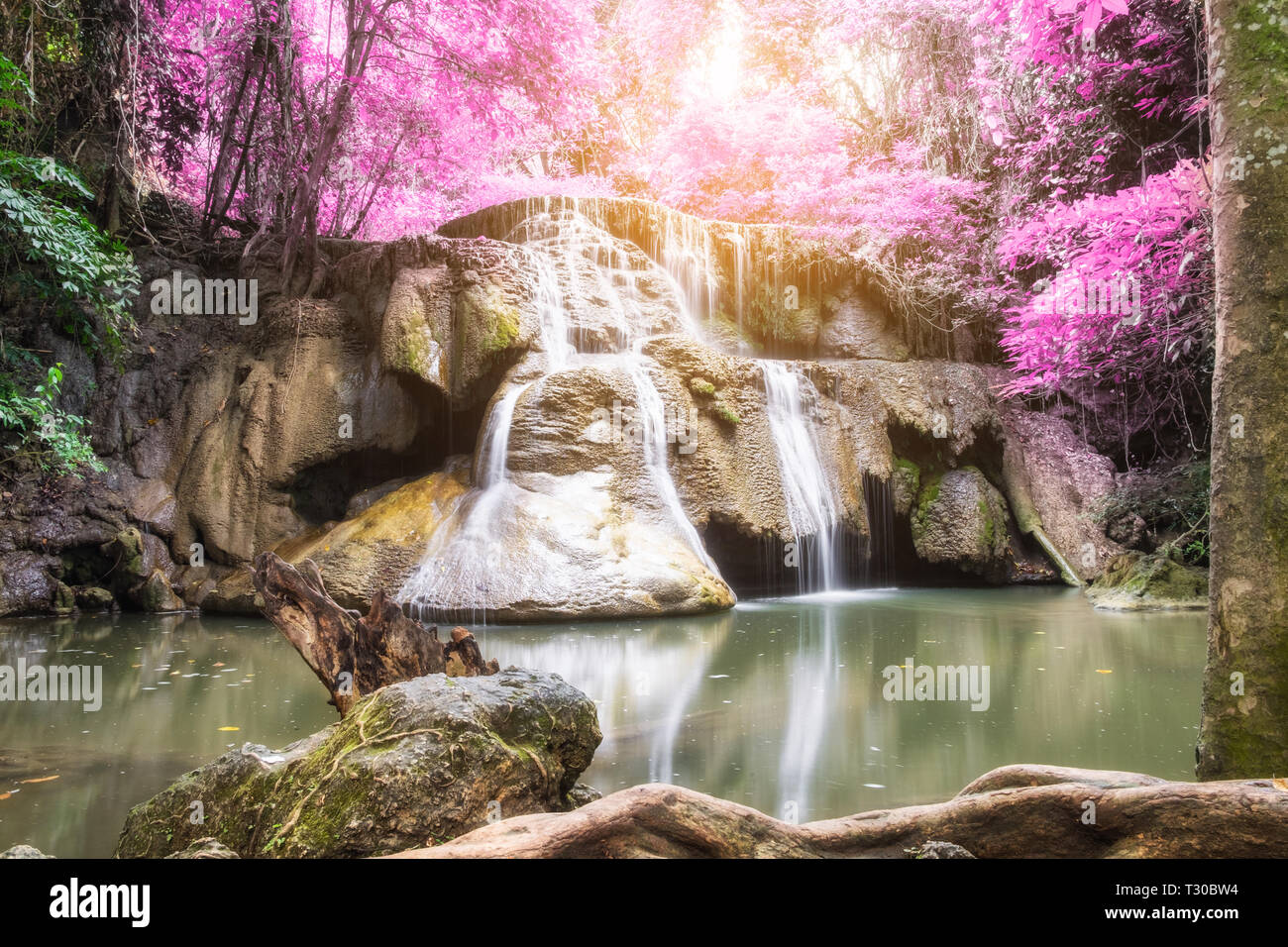 Colorful Tropical Rainforest Photography