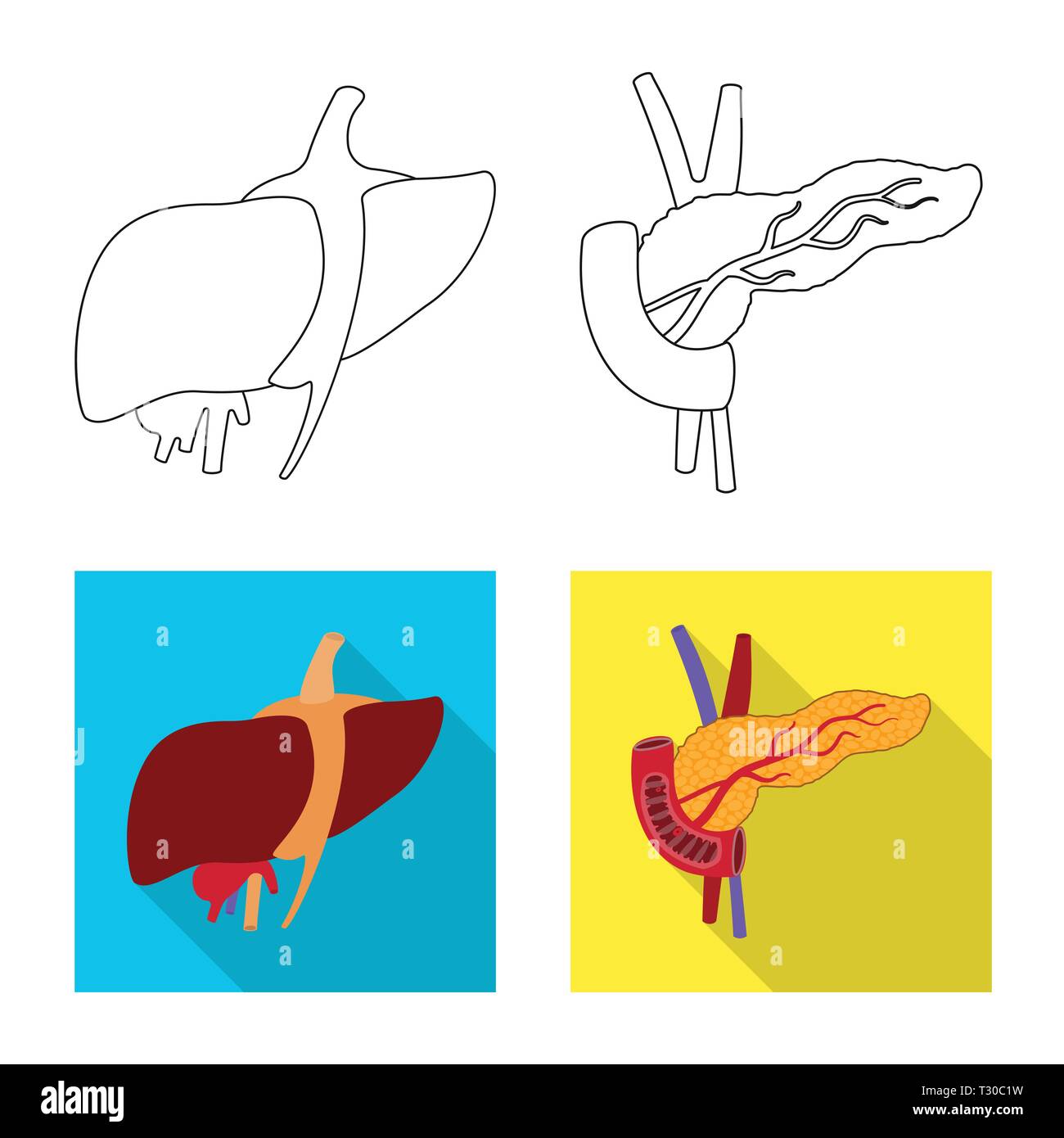 liver,pancreas,digestive,endocrine,body,diabetes,system,healthy,cancer ...