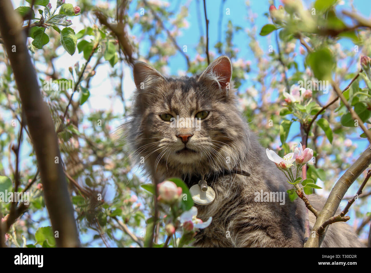 Cat in apple tree hi-res stock photography and images - Alamy