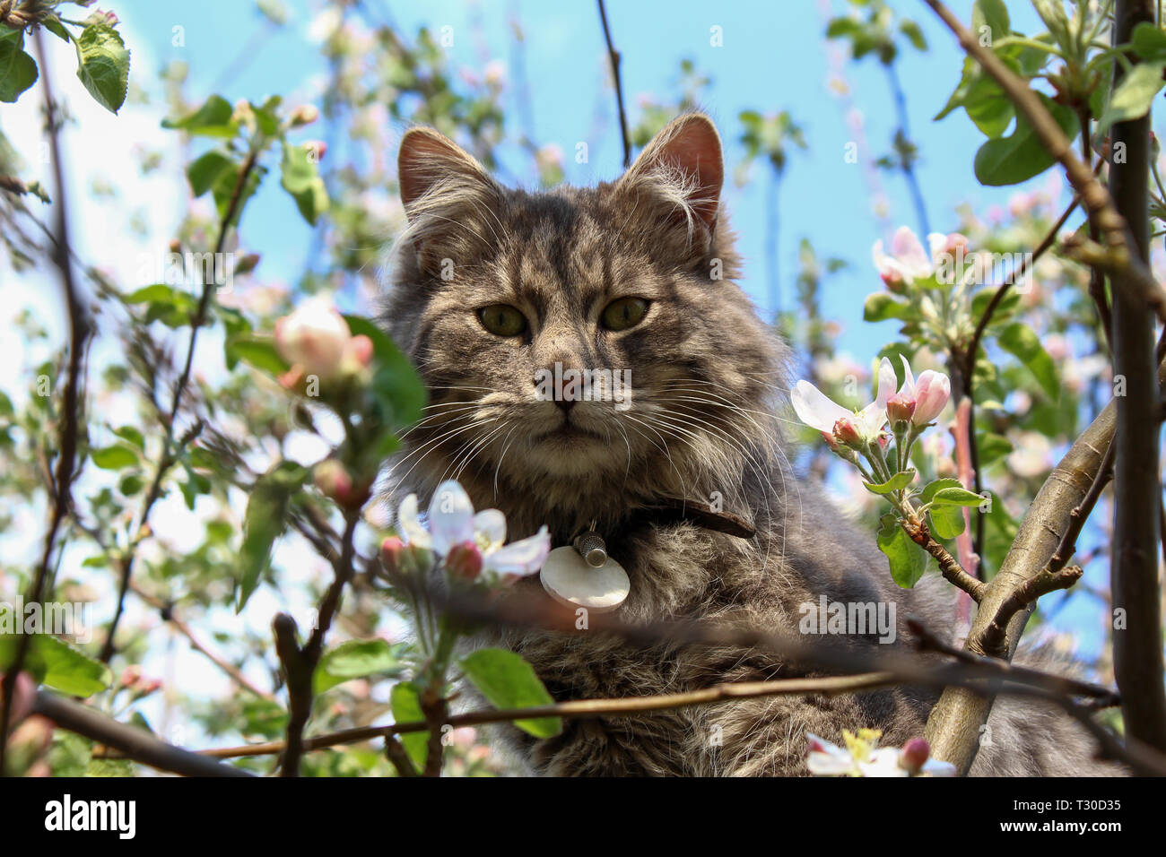 Cat in apple tree hi-res stock photography and images - Alamy