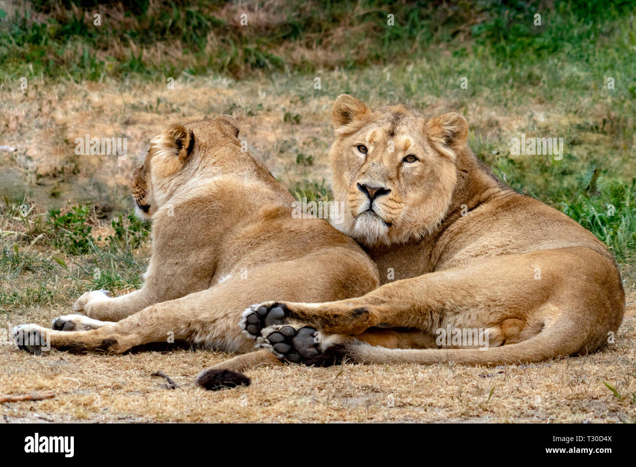 Lion male and lioness female resting Stock Photo - Alamy