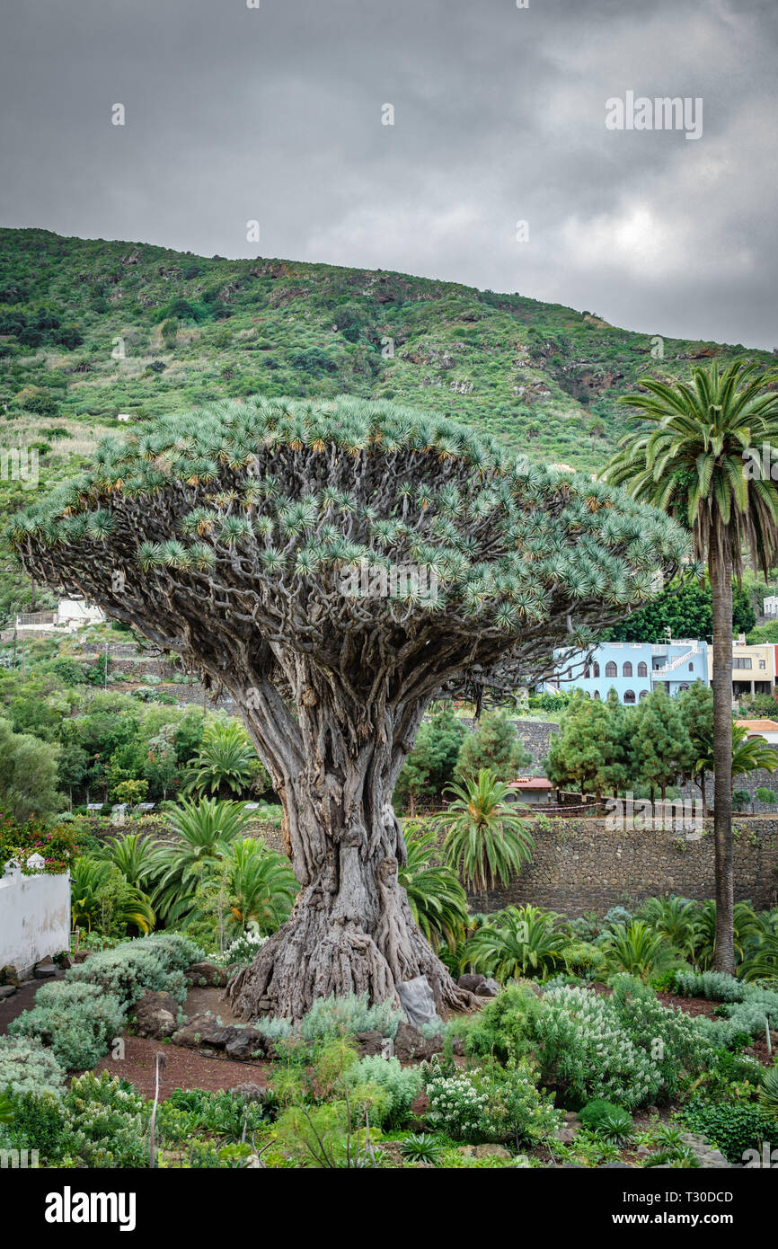 Famous Drago Milenario in Icod de los Vinos, Tenerife Stock Photo - Alamy