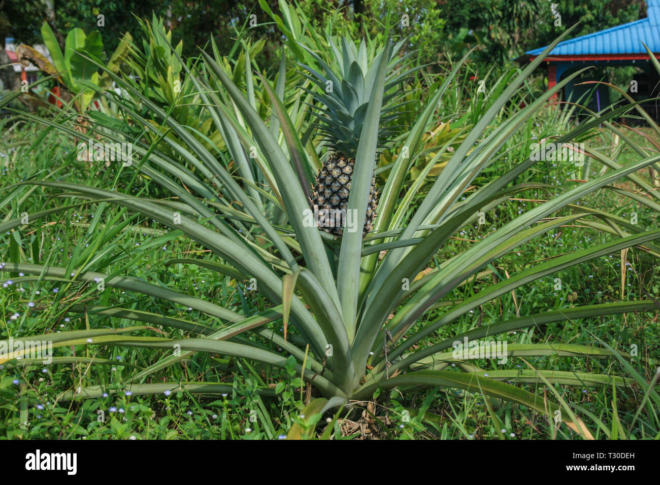 Pineapple plant at Kampung Sungai Danga, Iskandar Puteri, Johor ...