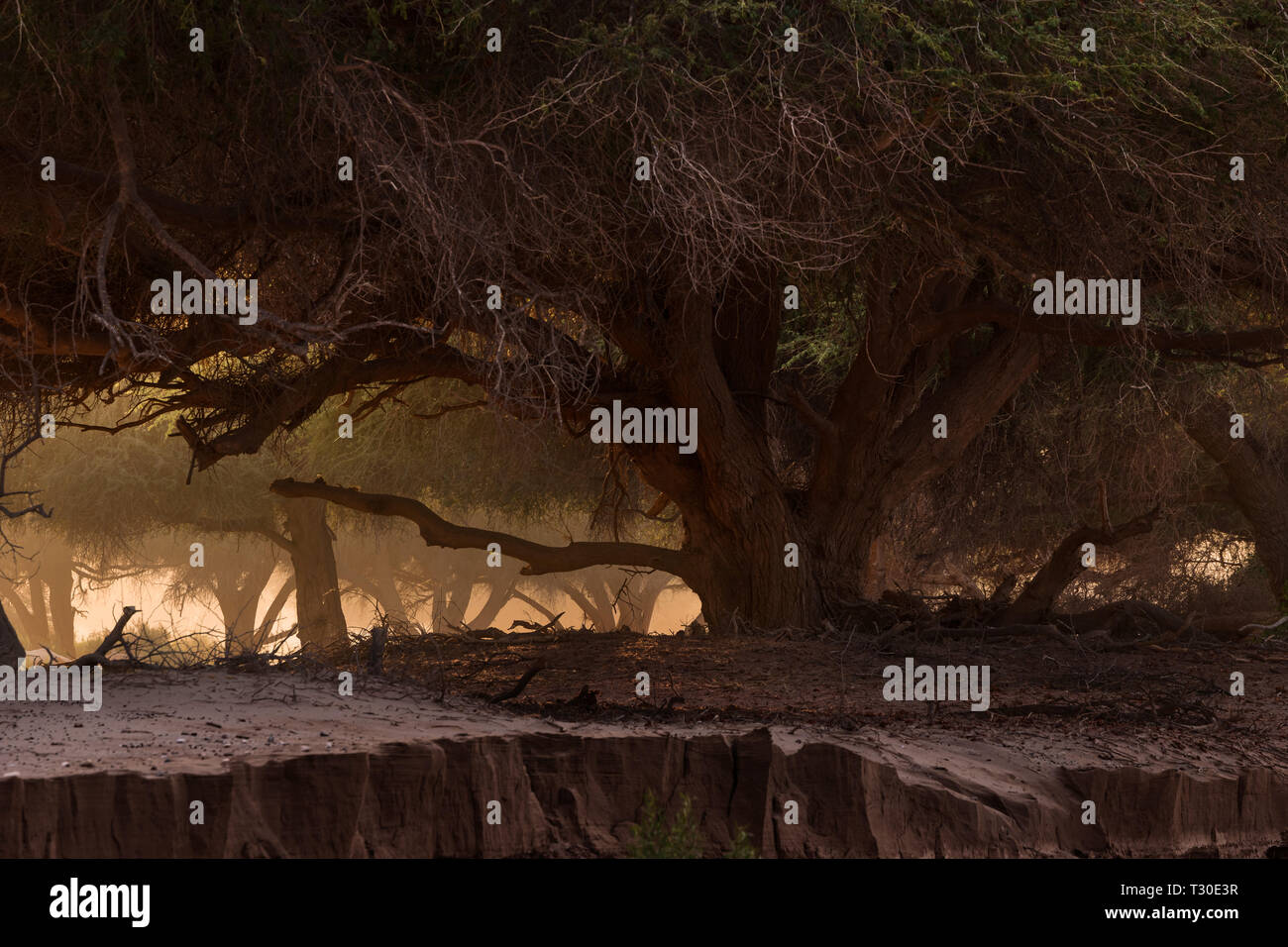 sunrise in forest in namibia Stock Photo - Alamy