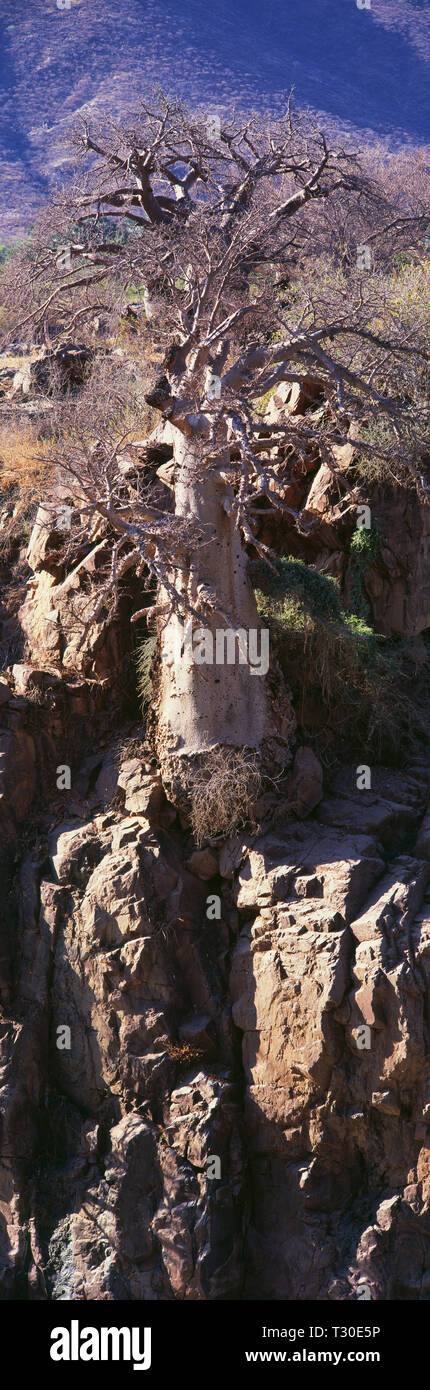 baobab tree in savannah in Namibia Stock Photo - Alamy