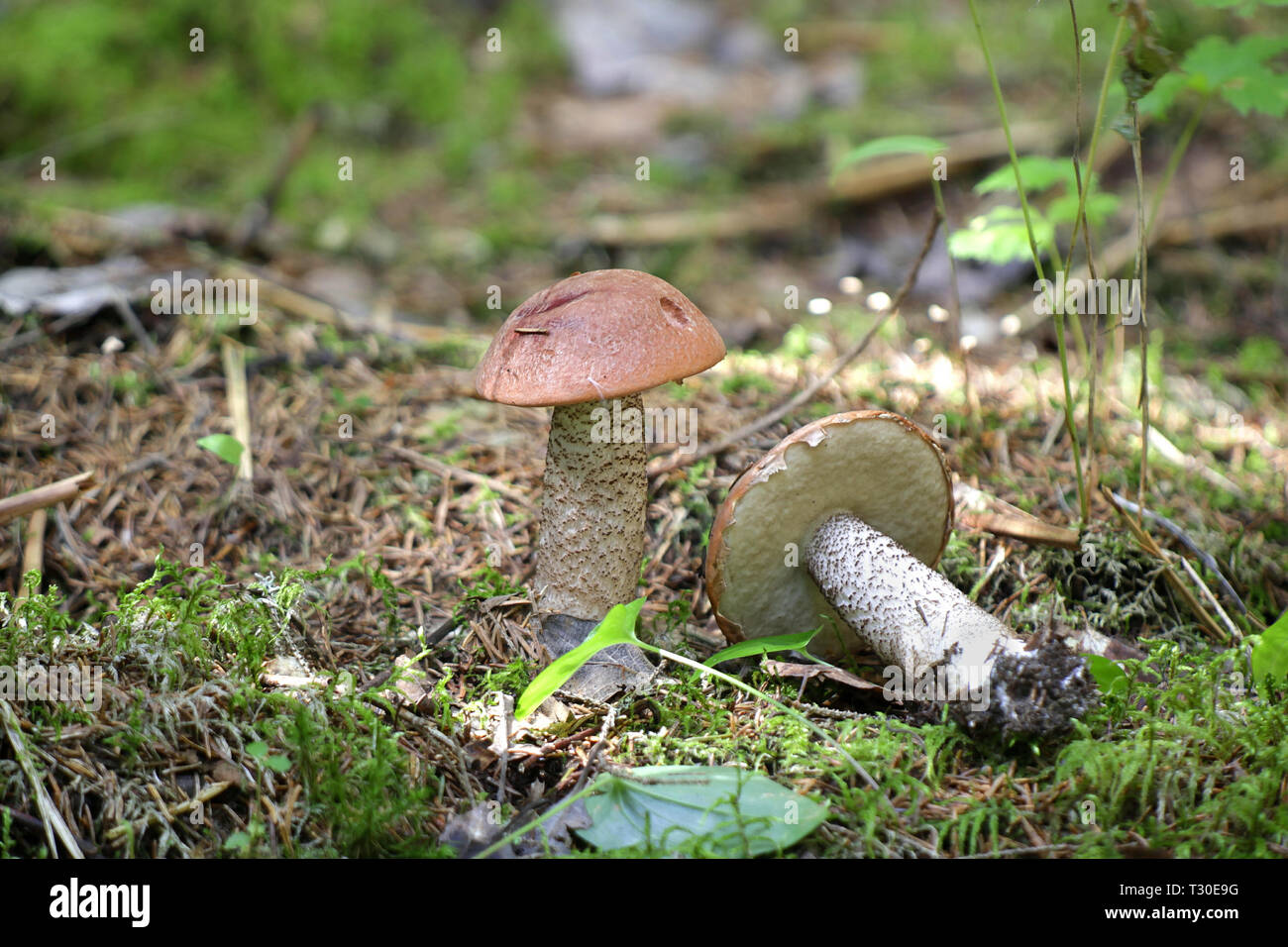 Aspen boletus hi-res stock photography and images - Alamy