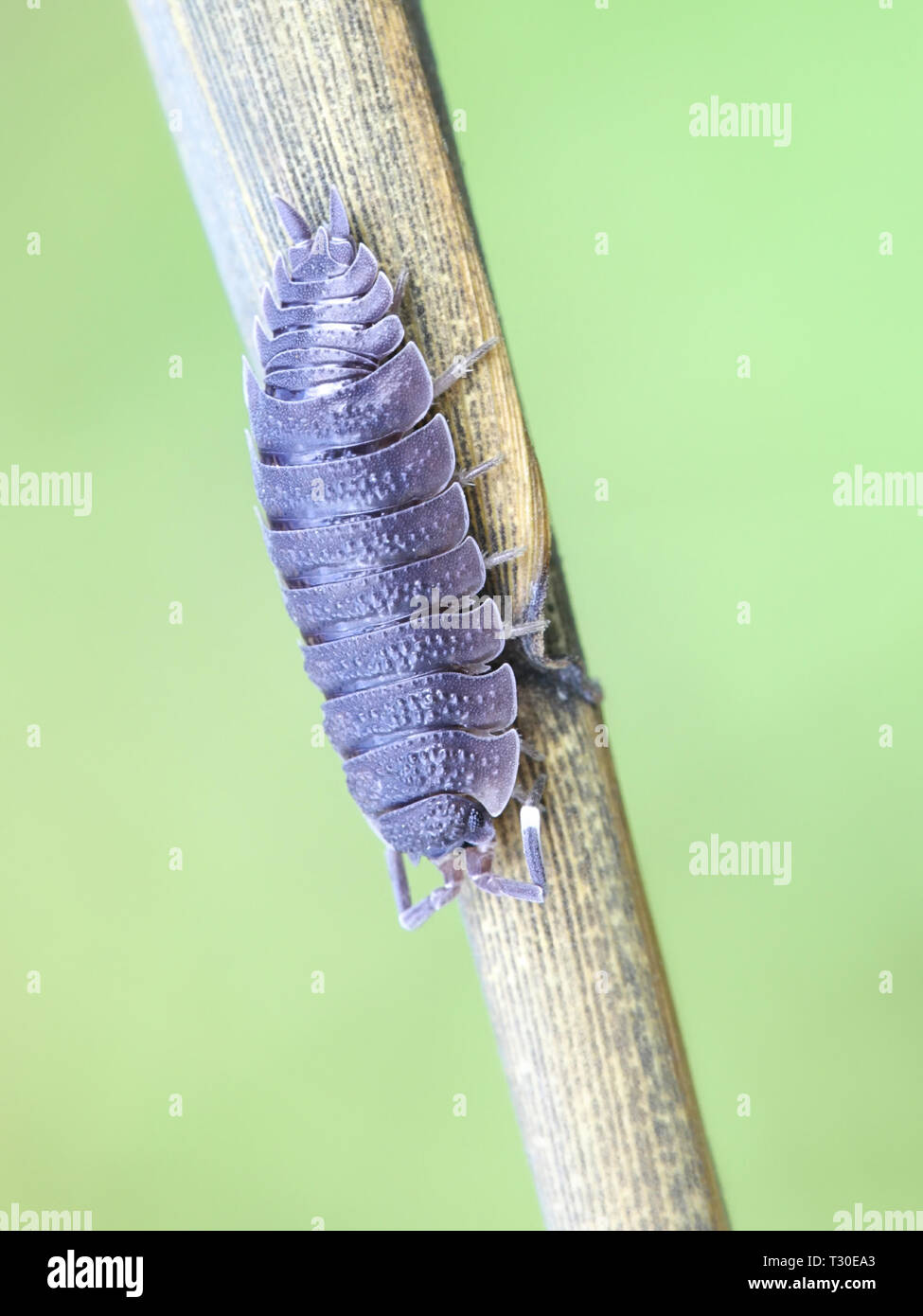Oniscus asellus, the common woodlouse Stock Photo - Alamy
