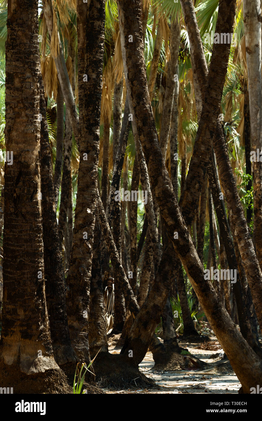 Swamp in namibia hi-res stock photography and images - Alamy