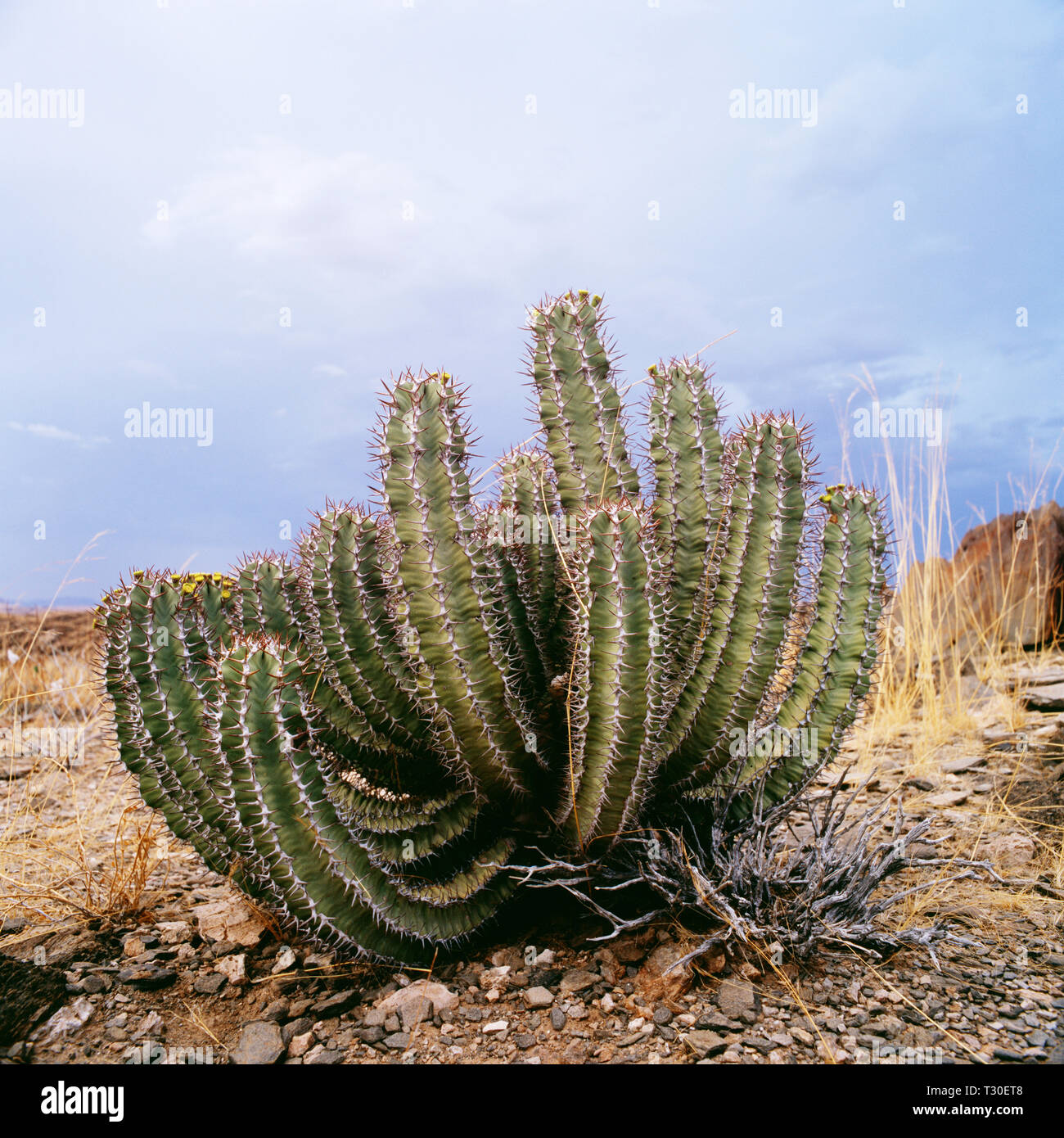 Namib Desert Plants
