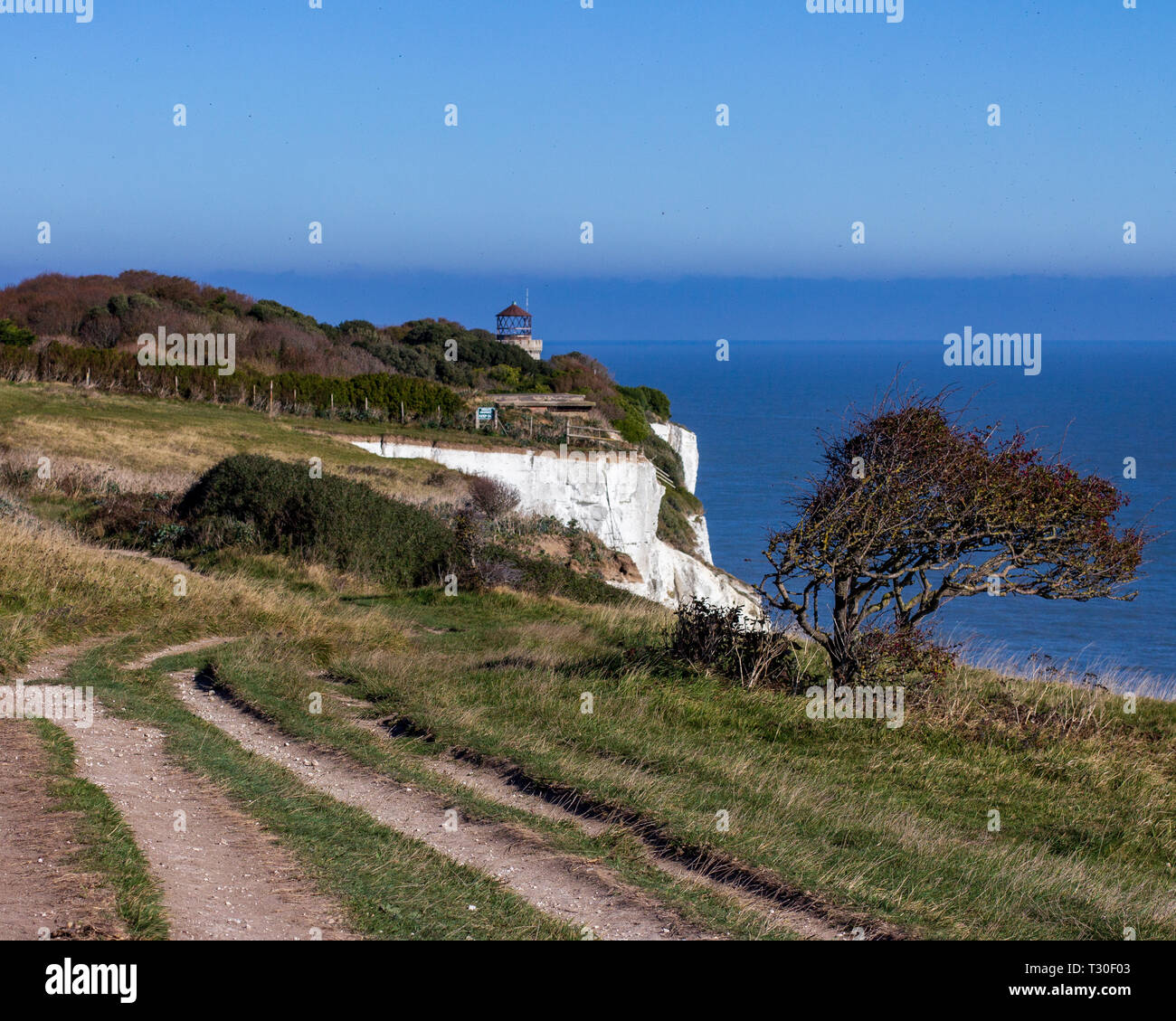 A windswept tree at the edge of the white cliffs of Dover with a ...