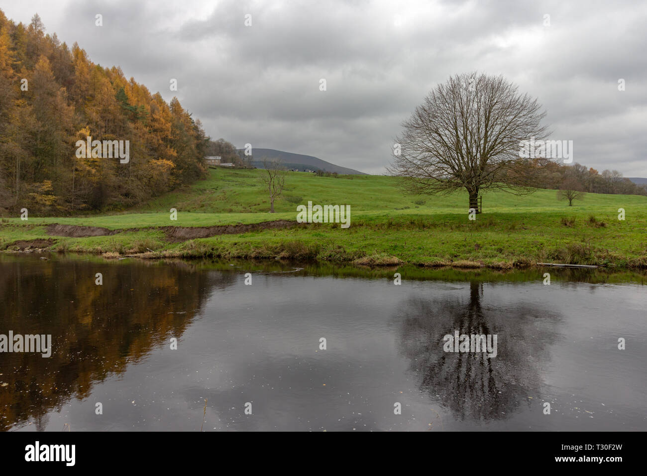 Autumn scene reflected in the River Hodder near The Inn at Whitewell ...