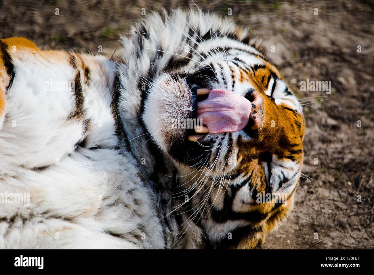 Laughing tiger hi-res stock photography and images - Alamy