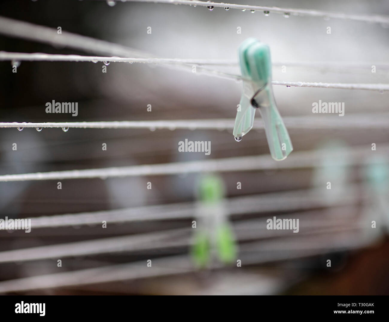 Clothes pegs on a washing line dripping rain water in very narrow focus ...