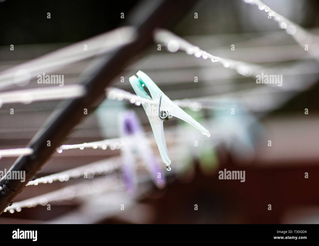 Clothes pegs on a washing line dripping rain water in very narrow focus ...