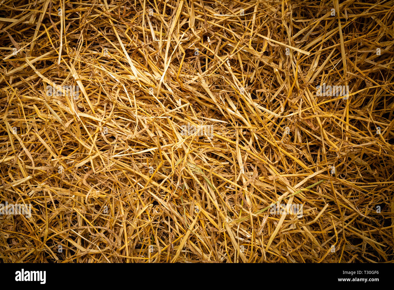 Hay texture hi-res stock photography and images - Alamy