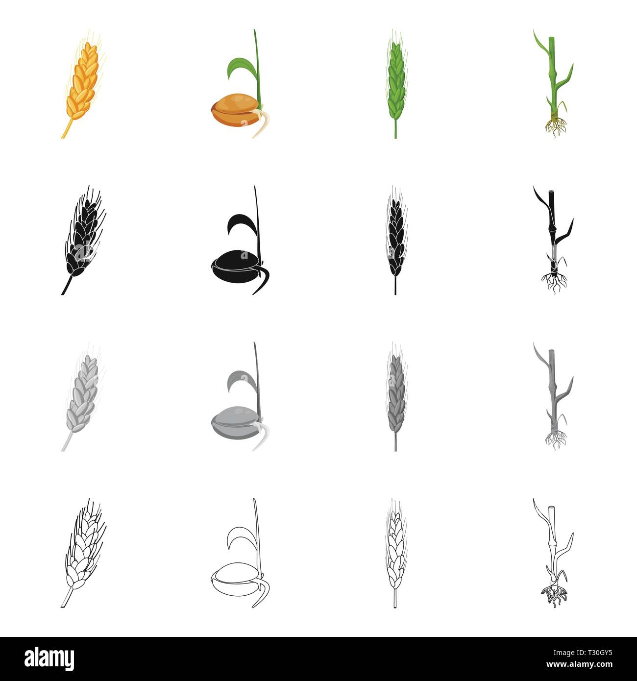 Corn growth stages Stock Vector Images - Alamy