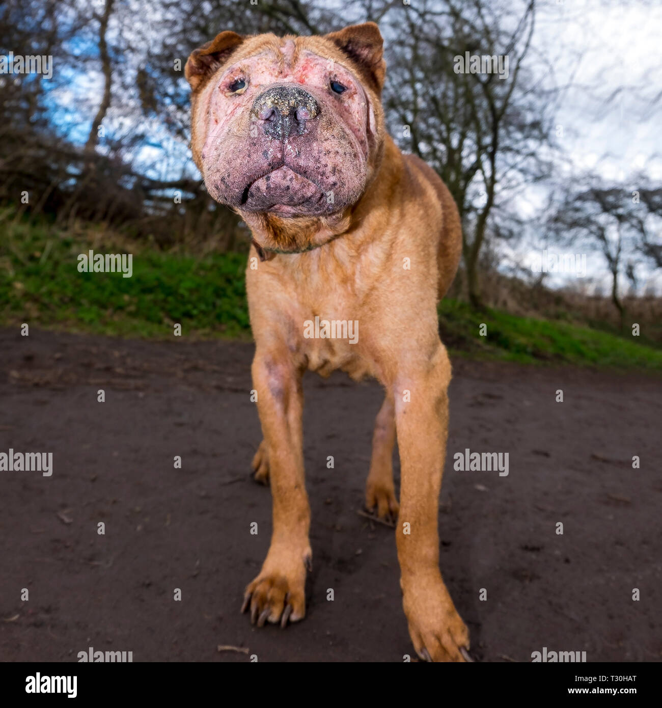 Shar-pei bitch with skin condition Stock Photo - Alamy