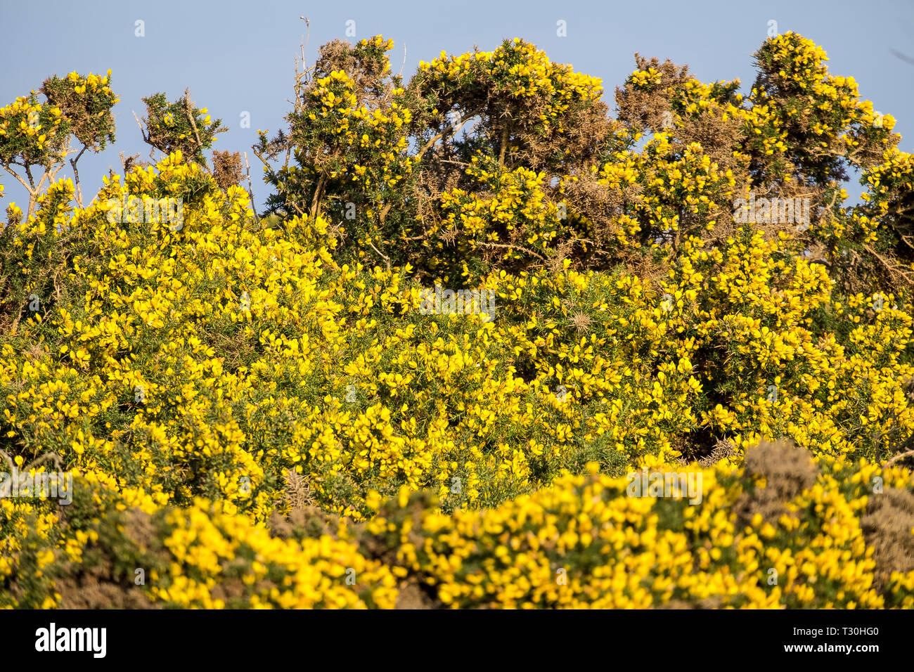 gorse flowers in bloom on cliffs at saltburn, uk Stock Photo - Alamy