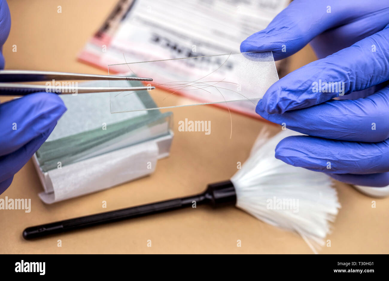 Forensic scientist hair hi-res stock photography and images - Alamy