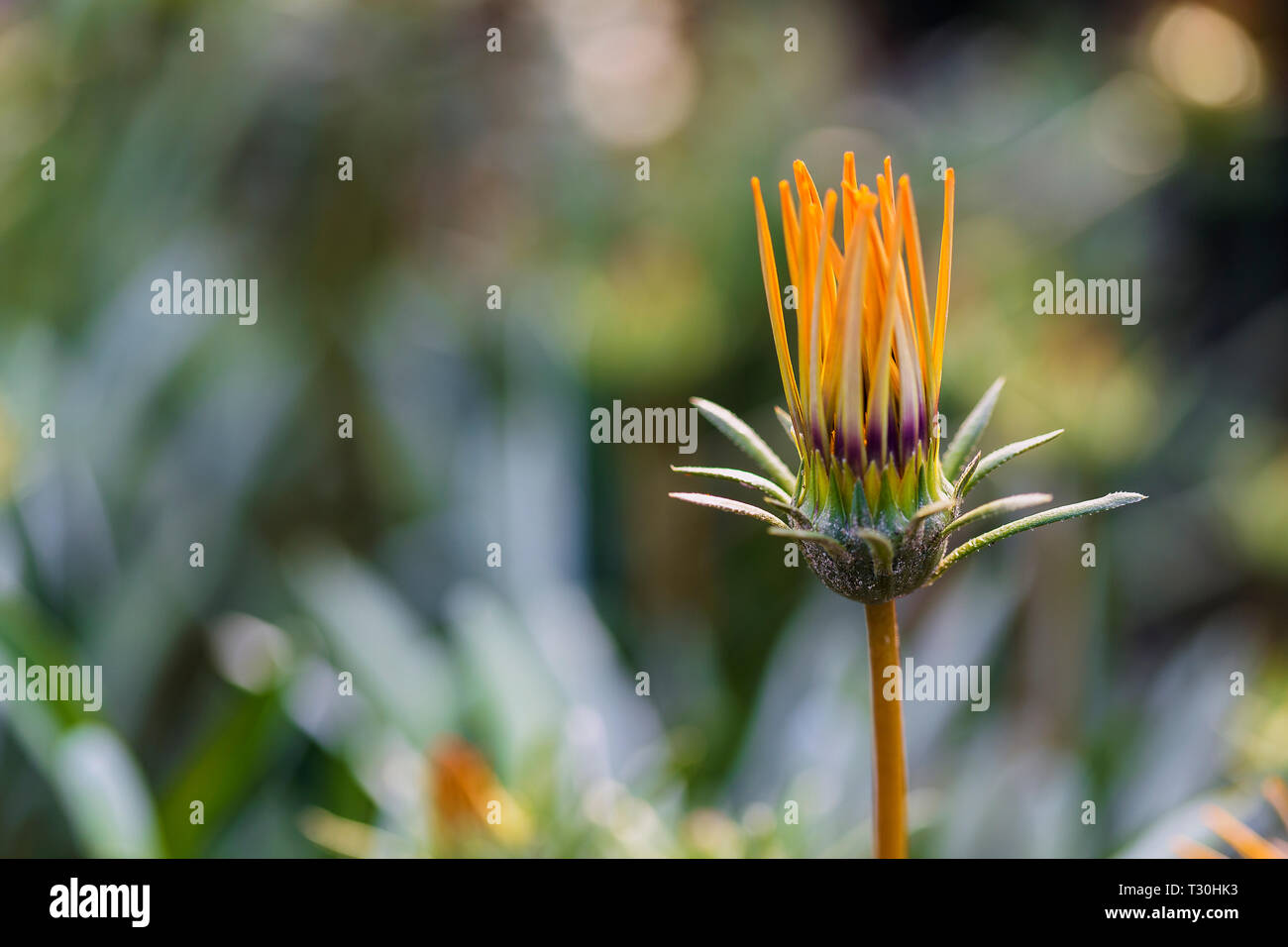 fully bloom seasonal flowers in field Stock Photo - Alamy