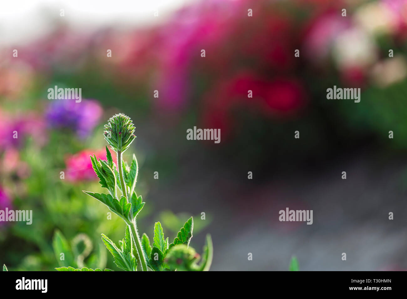 fully bloom seasonal flowers in field Stock Photo - Alamy