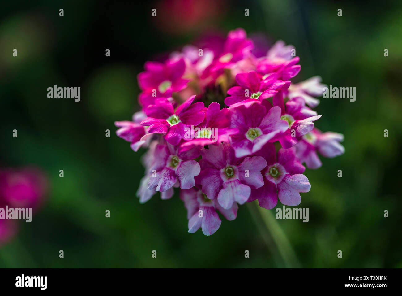 fully bloom seasonal flowers in field Stock Photo - Alamy