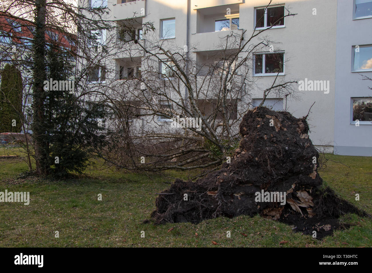 Uprooted tree fell on a house after a serious storm named eberhard ...