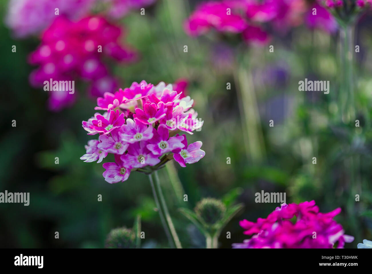 Fully bloom hi-res stock photography and images - Alamy