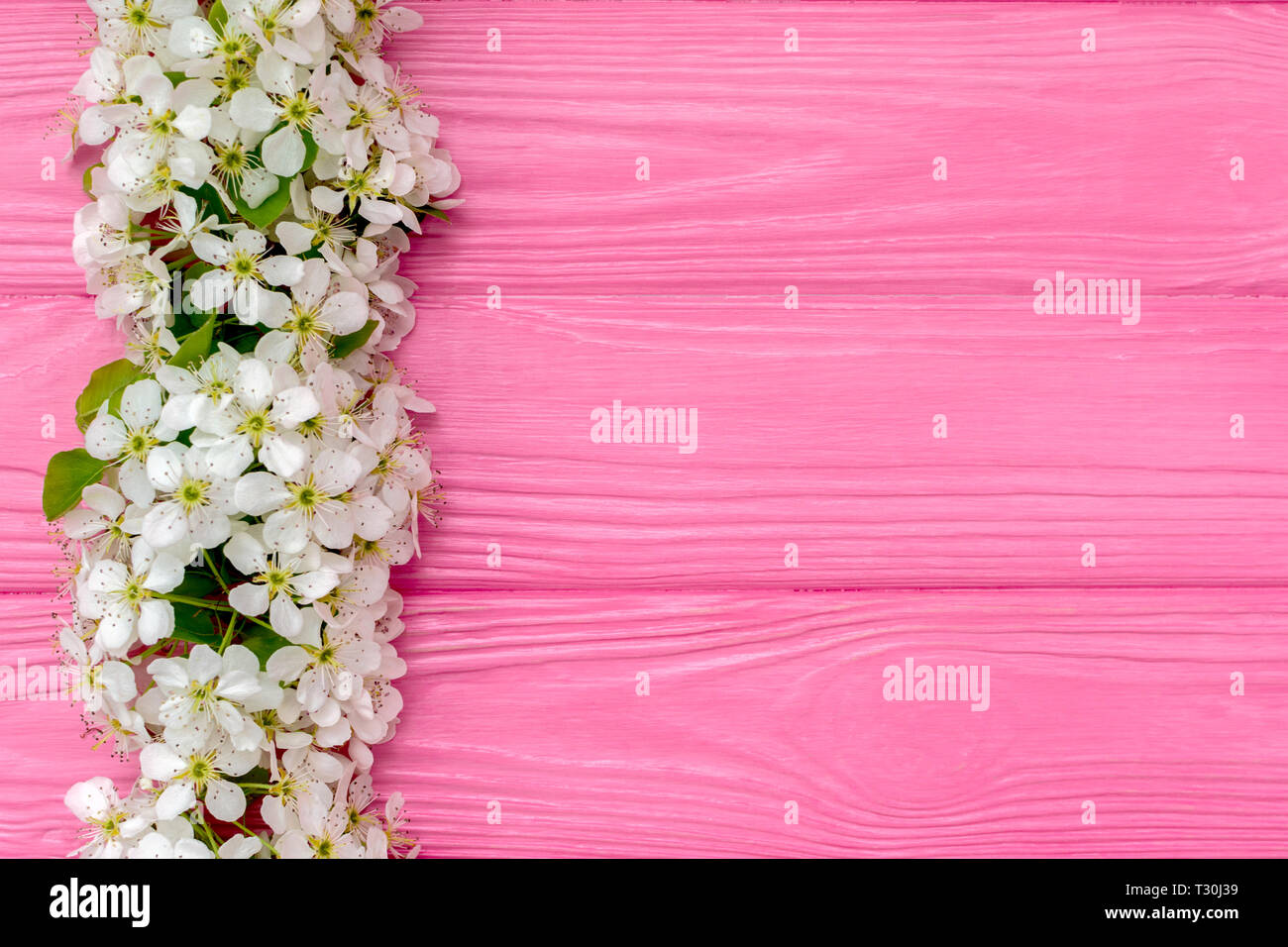 spring background, fresh flower on color background Stock Photo - Alamy