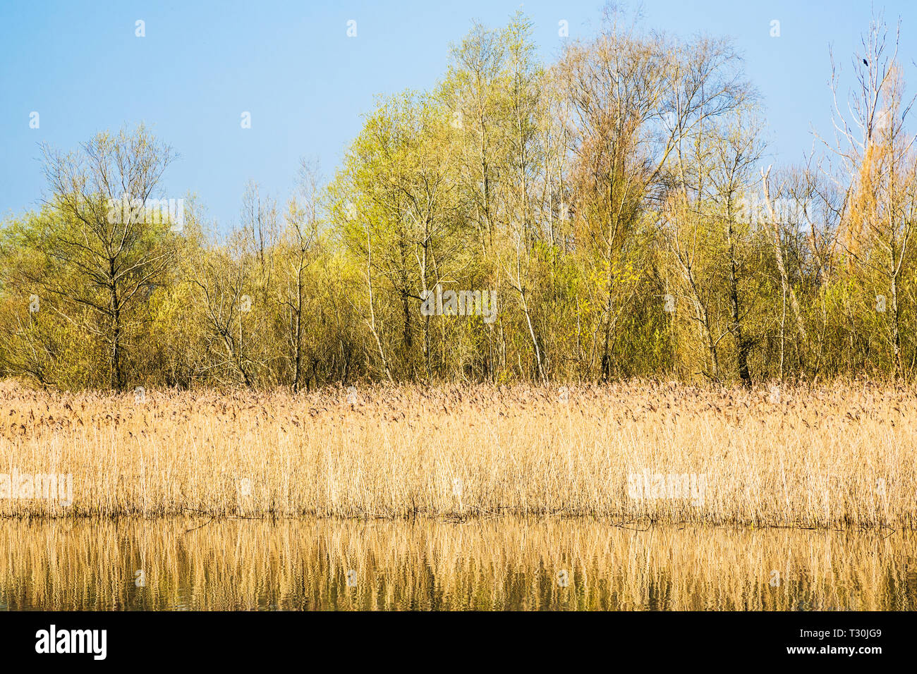 Lakes and reed beds hi-res stock photography and images - Alamy