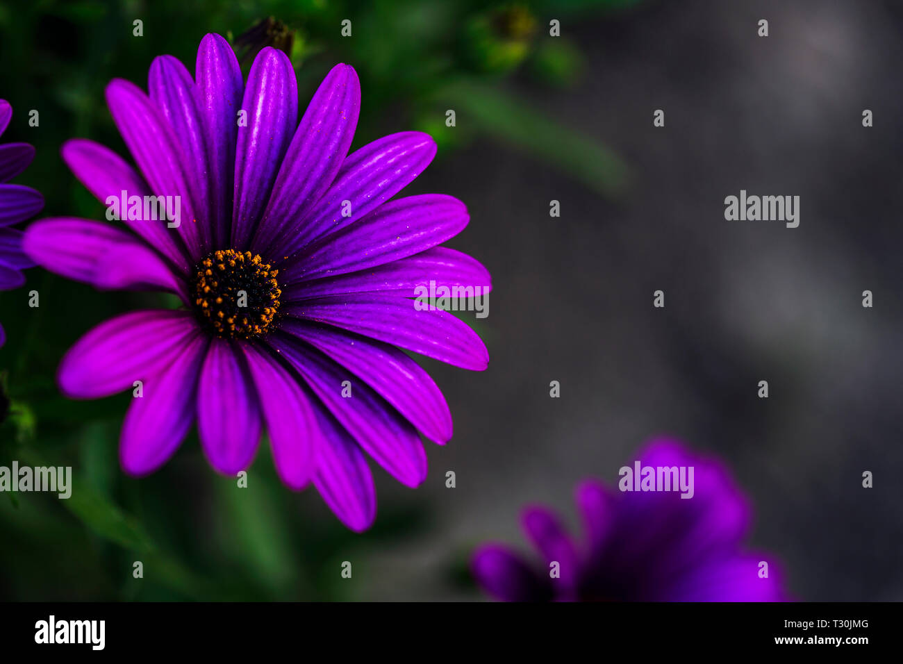 fully bloom seasonal flowers in field Stock Photo - Alamy