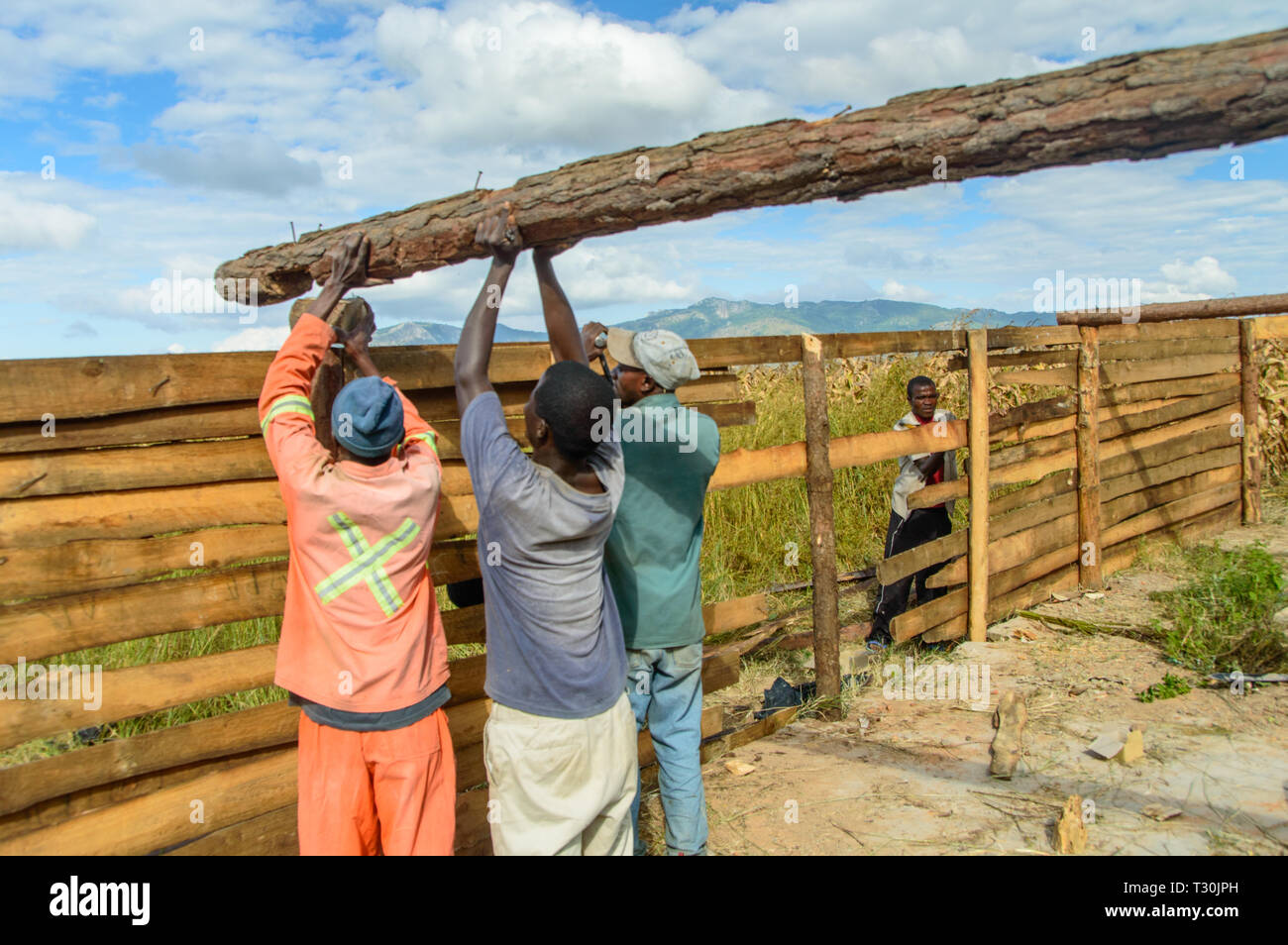 four Malawian men work to build a church building out of pine timber in ...